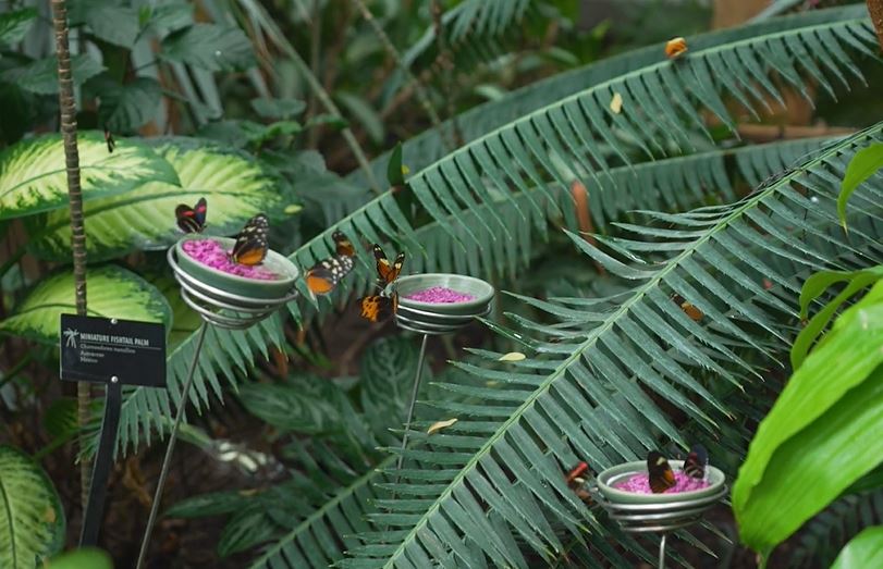 Fifth-graders’ knowledge takes flight with the butterflies - School ...